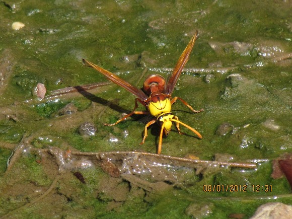 Pakistani/Indian stinging hornet! Wildlife experts please help ...