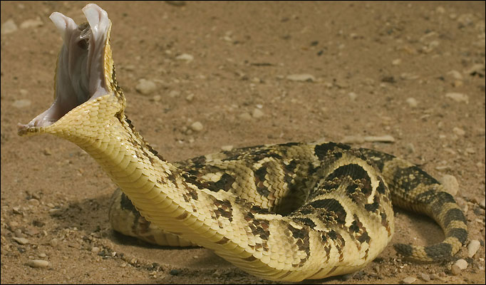 Top 25 Most Poisonous Venomous and Deadliest Snakes Around the World