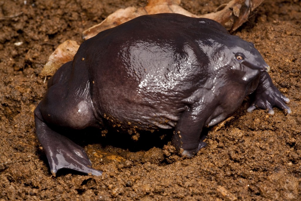 Western Ghats Animals