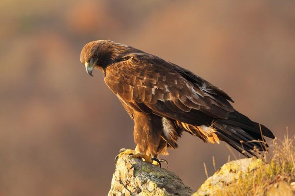 Top 12 Rare and Beautiful Birds of Great Himalayas in India