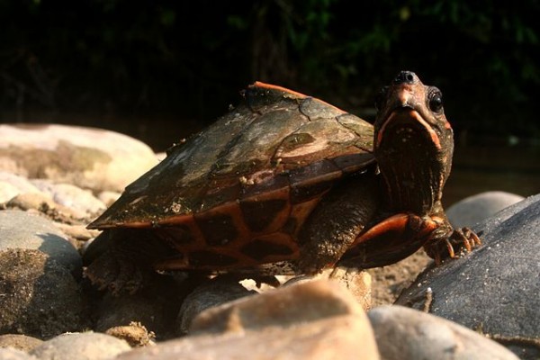 Assam-roofed-turtle