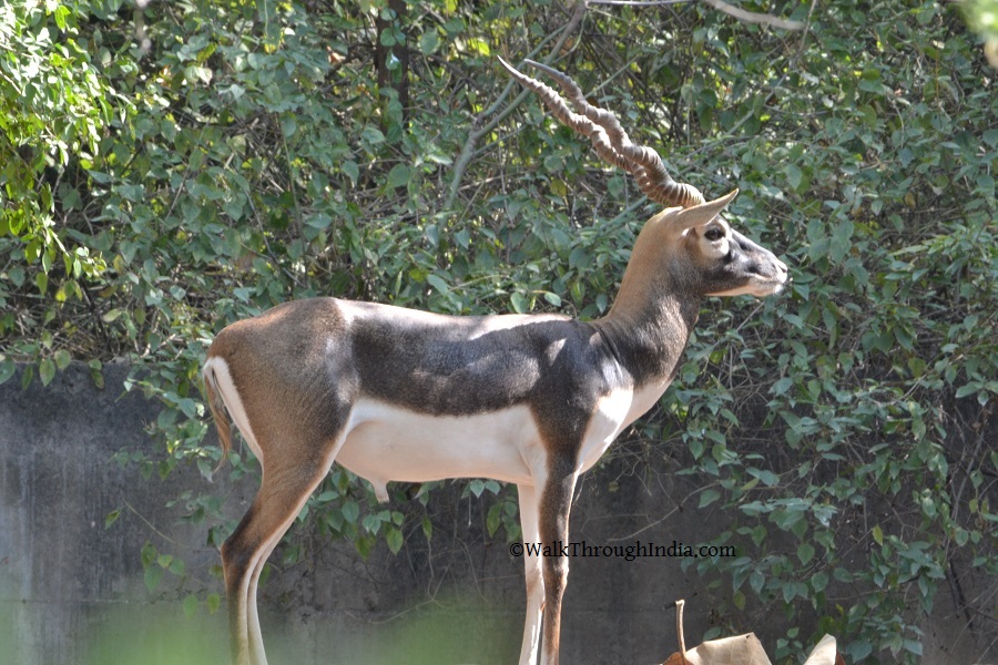 The 5 big species of Antelope's in India